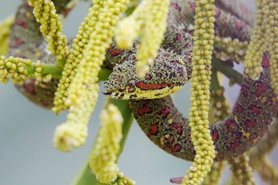 Bocaracá (Bothriechis schlegelii): La serpiente con coloración variada.