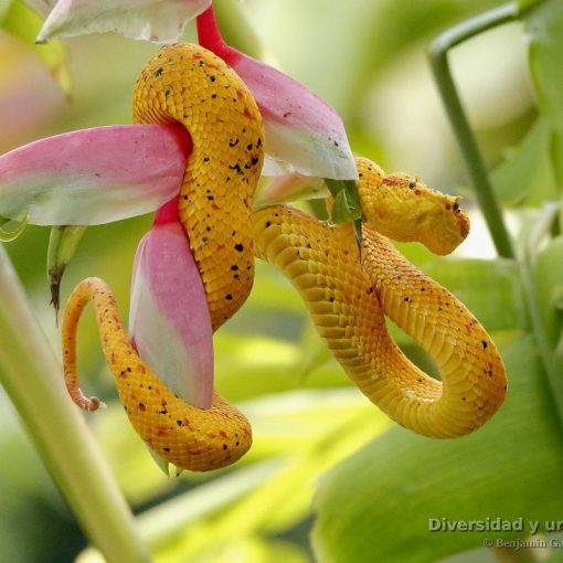 Bocaracá (Bothriechis schlegelii): La serpiente con coloración variada.