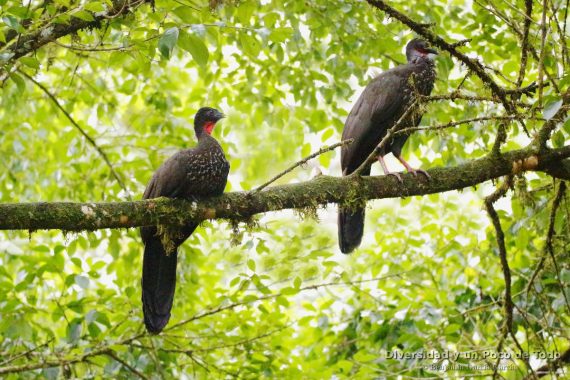 Pava cojolita (Penelope purpurascens): Una especie de ave arborícola.