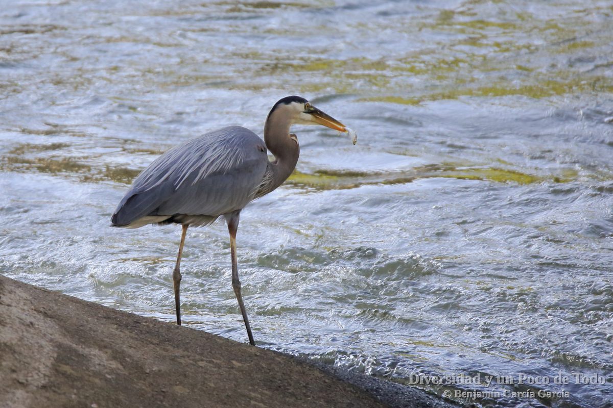 Garza Azulada Ardea Herodias La Más Grande De Norteamérica