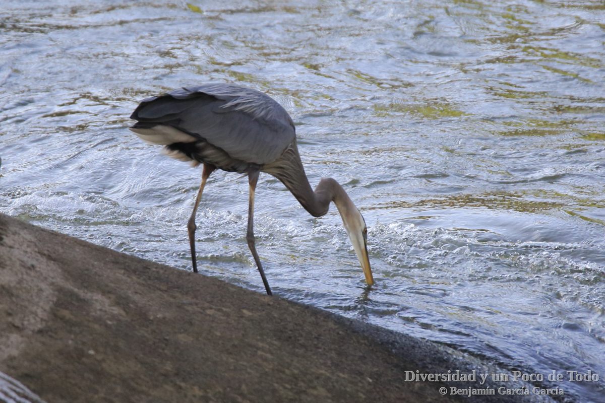 Garza Azulada Ardea Herodias La Más Grande De Norteamérica