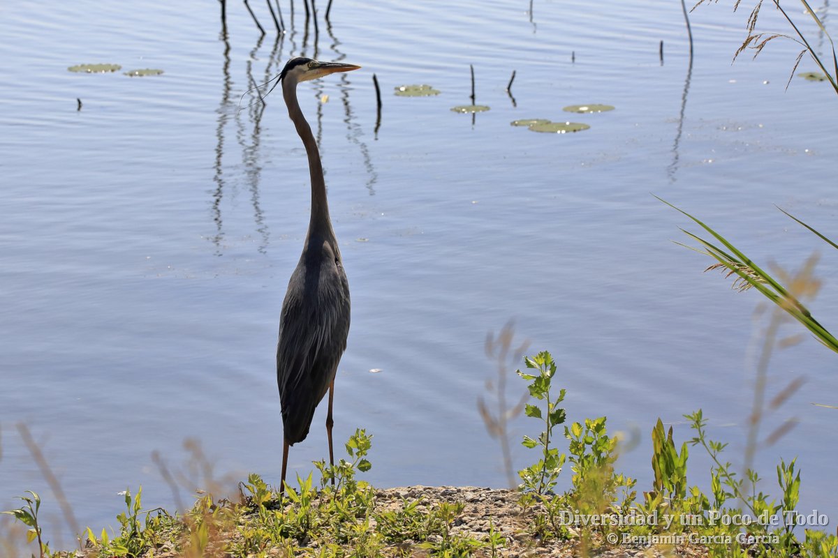 Garza Azulada Ardea Herodias La Más Grande De Norteamérica