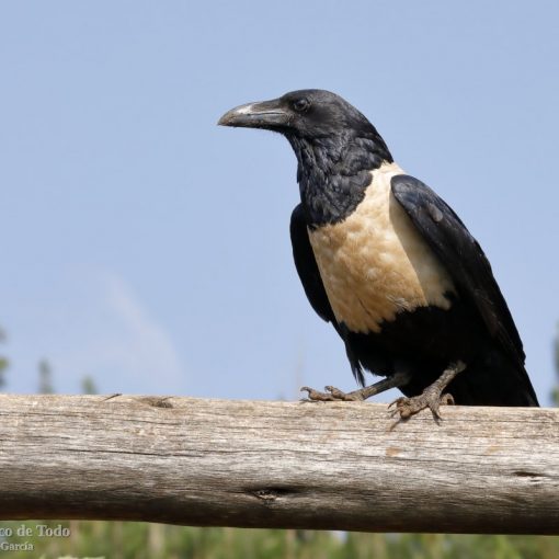 Cuervo pío (Corvus albus): el cuervo subsahariano negro y blanco.