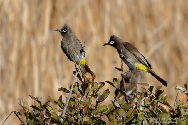 Bulbul de El Cabo (Pycnonotus capensis). Endémico de Sudáfrica.
