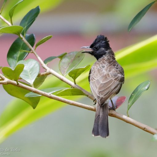 Bulbul cafre (Pycnonotus cafer). El bulbul del subcontinente indio.