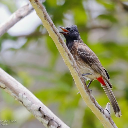 Bulbul cafre (Pycnonotus cafer). El bulbul del subcontinente indio.