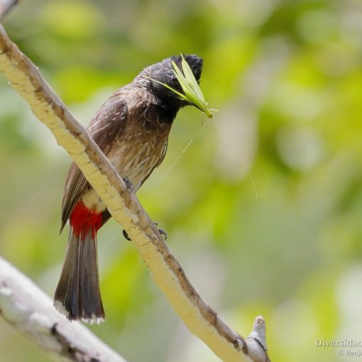 Bulbul cafre (Pycnonotus cafer). El bulbul del subcontinente indio.