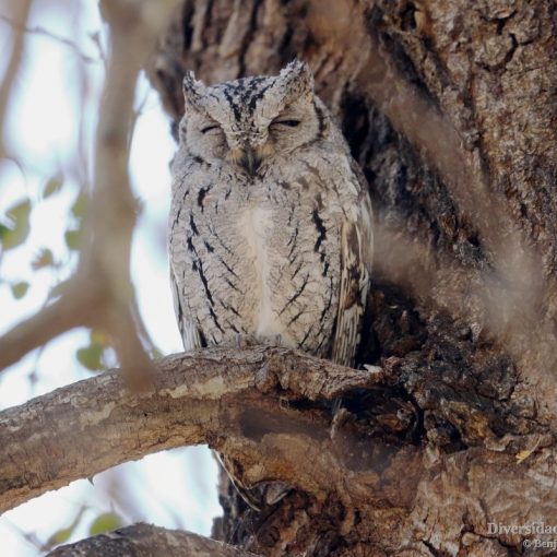 Autillo africano (Otus senegalensis): en su posadero favorito.
