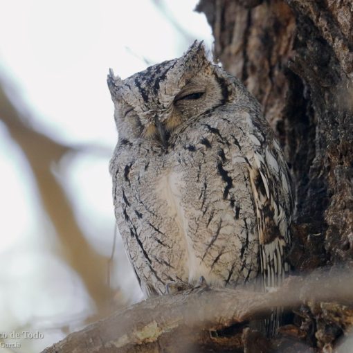 Autillo africano (Otus senegalensis): en su posadero favorito.