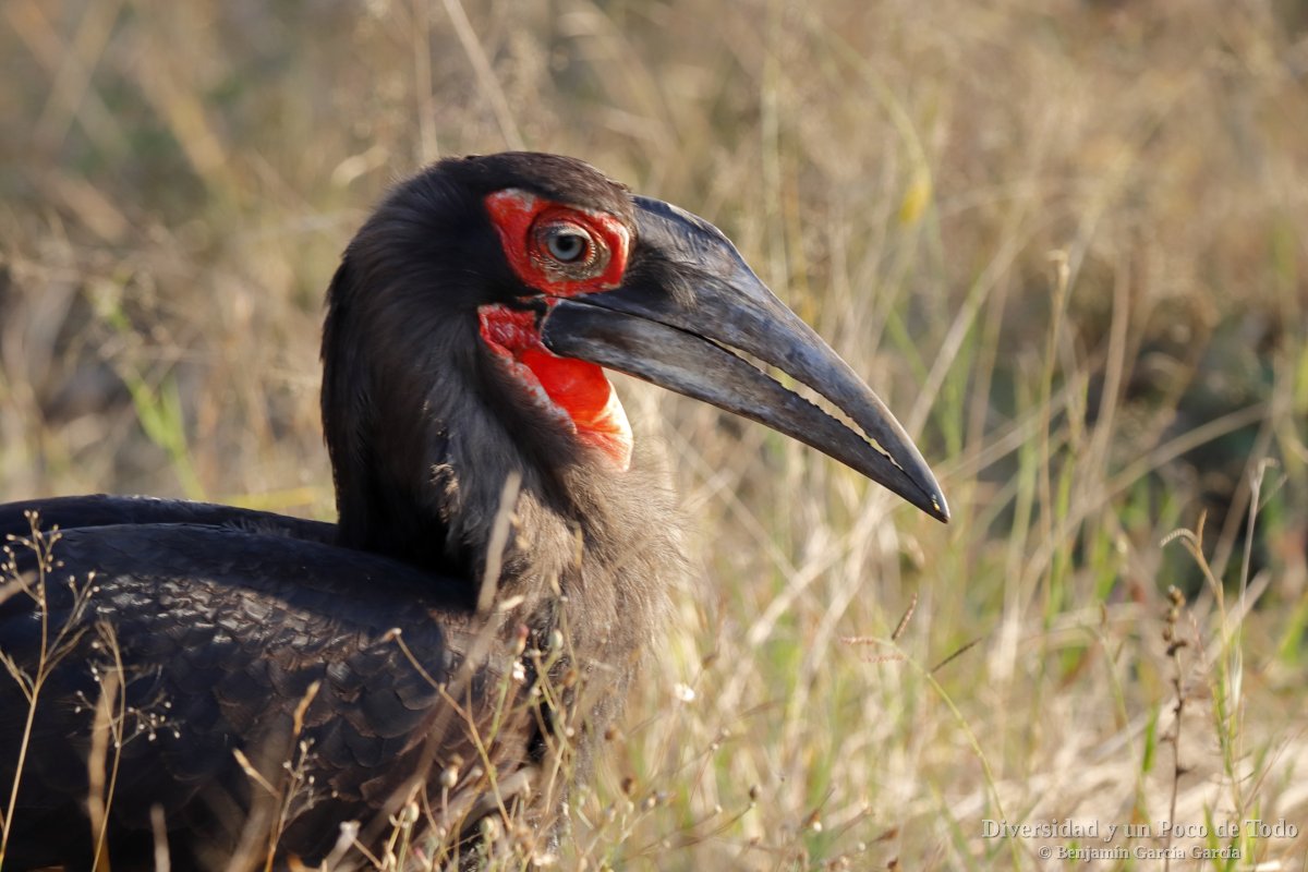 Cálao terrestre sureño (Bucorvus leadbeateri).
