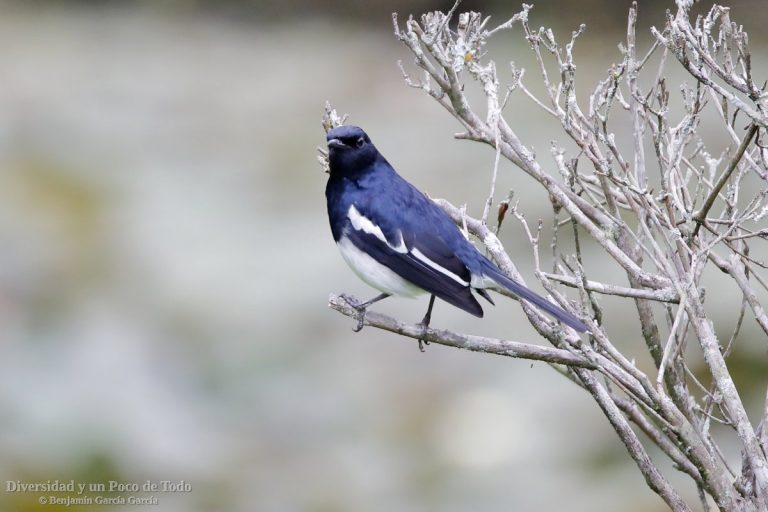 Shama oriental (Copsychus saularis). Un pájaro más que cantor.
