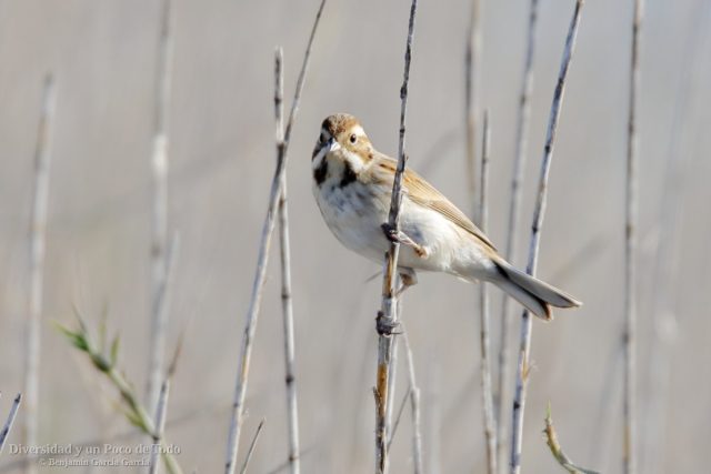 Escribano palustre en las salinas de San Pedro del Pinatar.