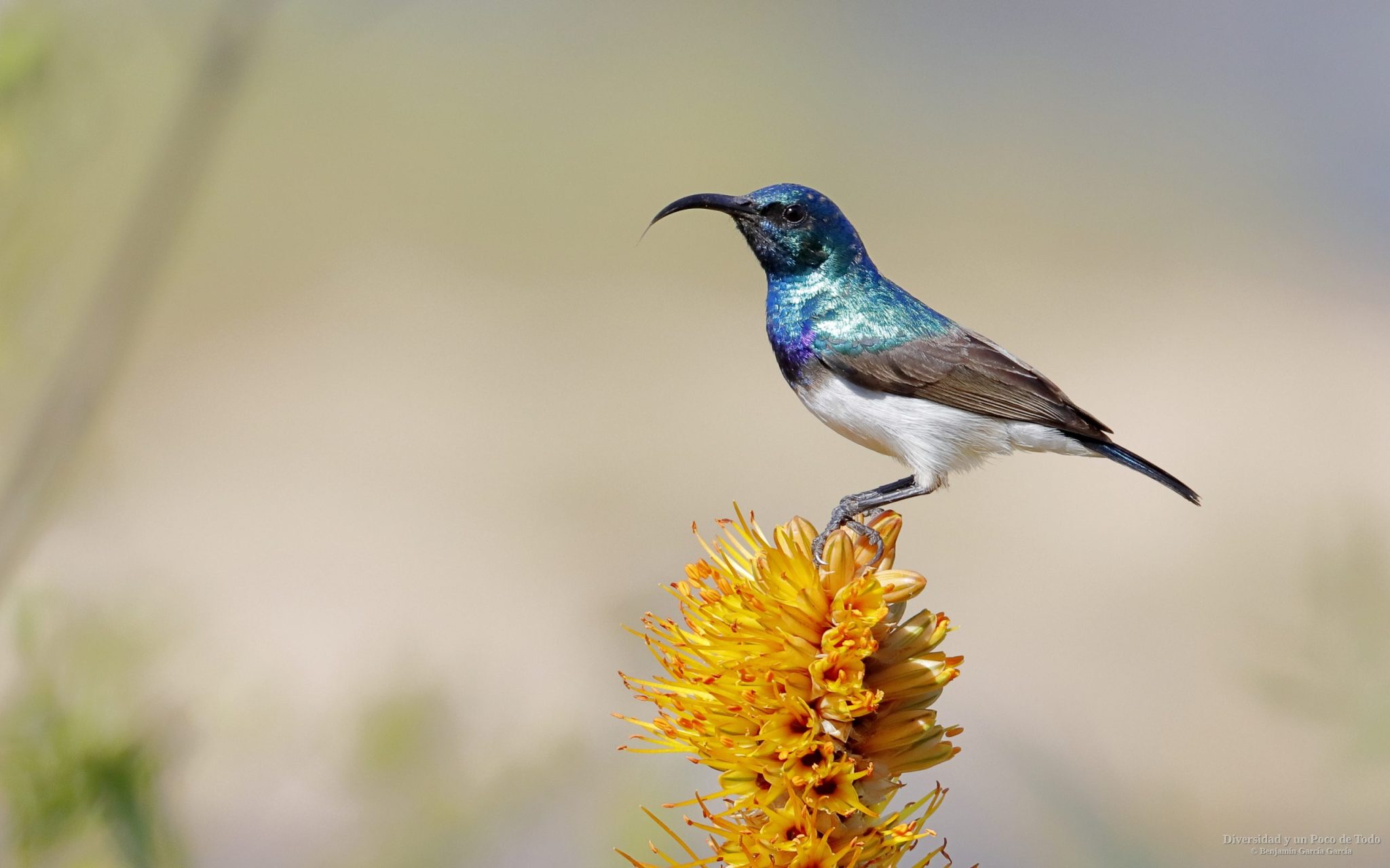 Fondo de pantalla del suimanga pechiblanco (Cinnyris talatala).