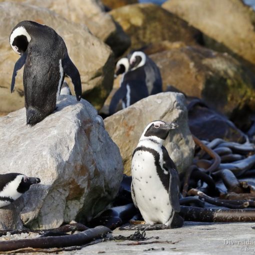 Pingüino de El Cabo (Spheniscus demersus). El pingüino africano