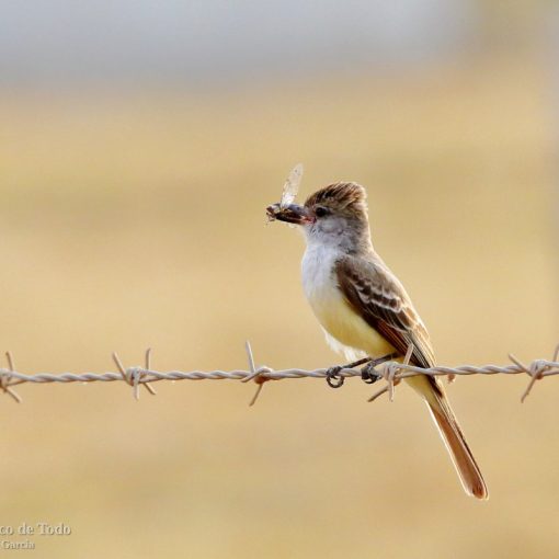 Copetón tiranillo (Myiarchus tyrannulus).