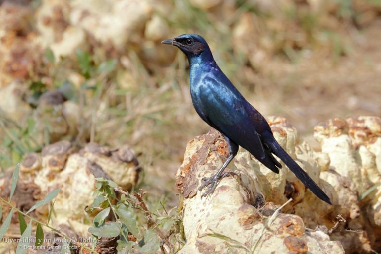 Estornino de Burchell (Lamprotornis australis). Del África austral.
