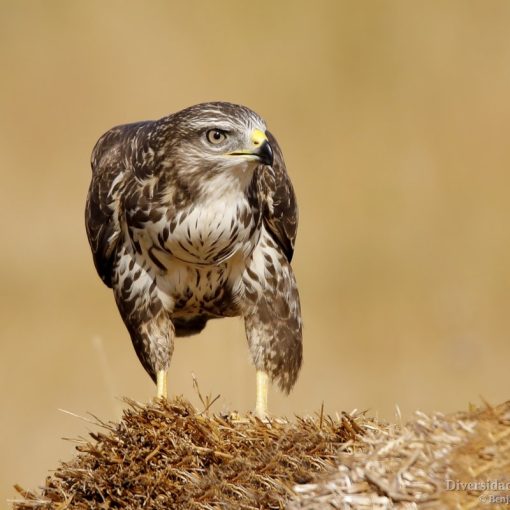 Busardo ratonero (Buteo buteo). El juvenil con el iris claro.