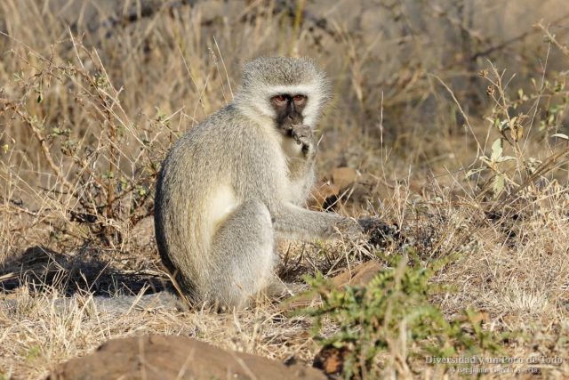 Mono vervet (Chlorocebus pygerythrus).