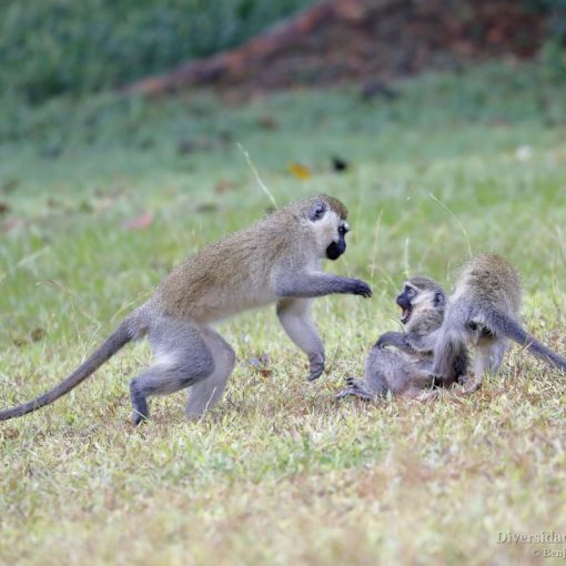 Mono vervet (Chlorocebus pygerythrus).