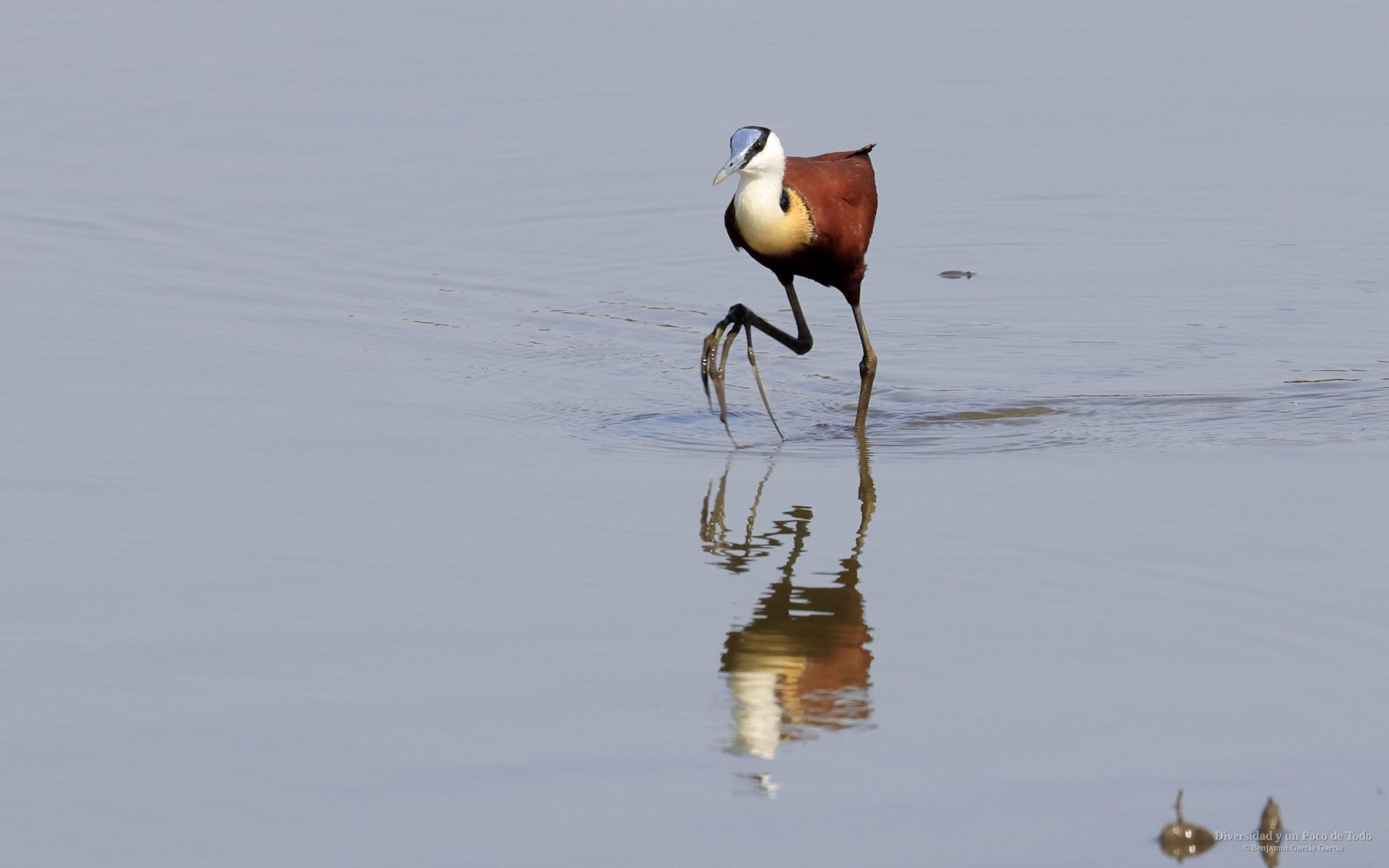 Fondo de pantalla de la jacana africana (Actophilornis africanus).