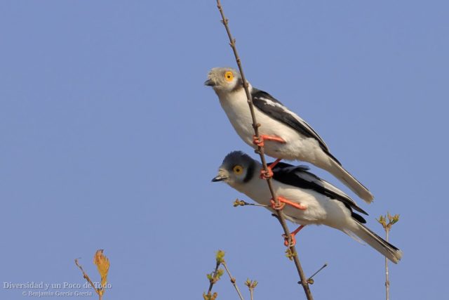 Las aves en Kruger National Park - Diversidad y un Poco de Todo