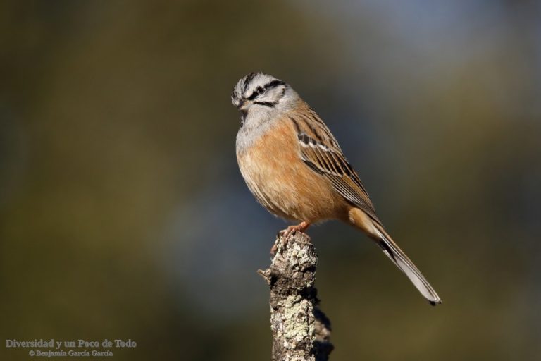 Escribano montesino (Emberiza cia).