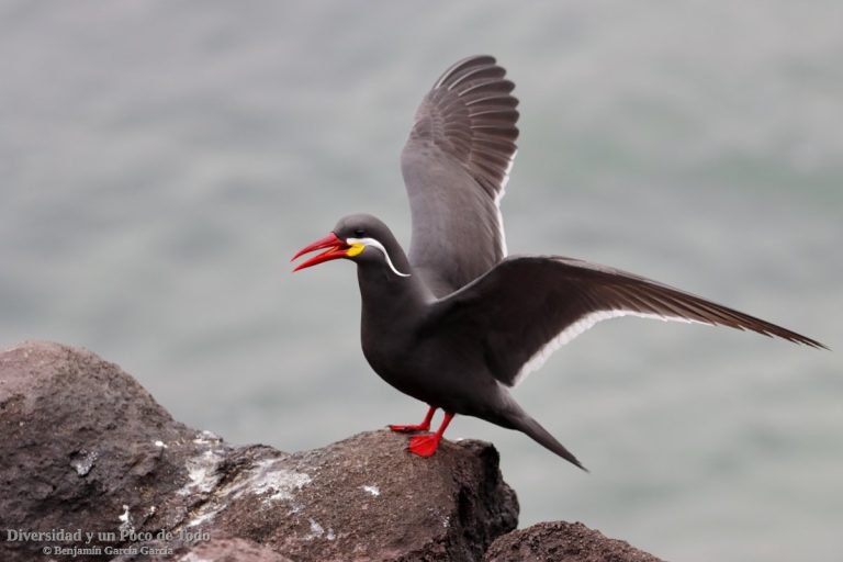 Charrán inca (Larosterna inca). Endémica de la corriente de Humboldt.