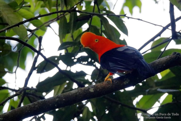 Gallito de las rocas peruano (Rupicola peruvianus). En un lek.