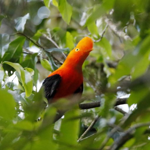 Gallito de las rocas peruano (Rupicola peruvianus). En un lek.
