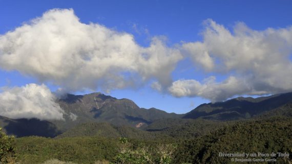 Las aves en las Yungas Peruanas. Ruta Tarapoto-Pomacochas.