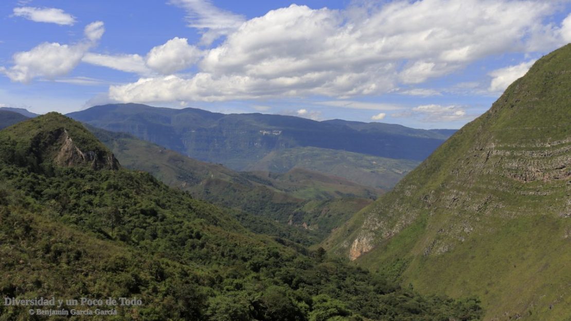 Las aves en las Yungas Peruanas. Ruta Tarapoto-Pomacochas.