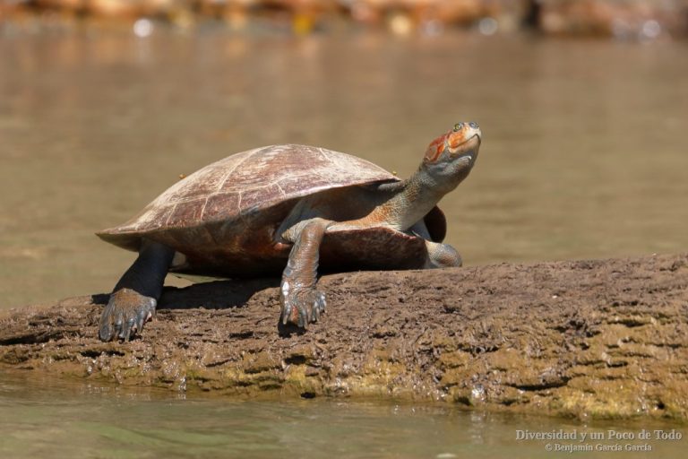 Taricaya (Podocnemis unifilis). Tortuga acuática de la Amazonia.