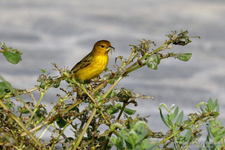 Reinita de manglar (Setophaga petechia) en las Galápagos.
